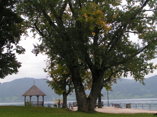 Weißpappel Nussdorf – Atterwiki