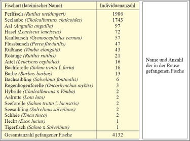 Perlfisch – Atterwiki