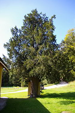 Eibe beim ehemaligen k.u.k Jagdhaus "Aufzug" – Atterwiki